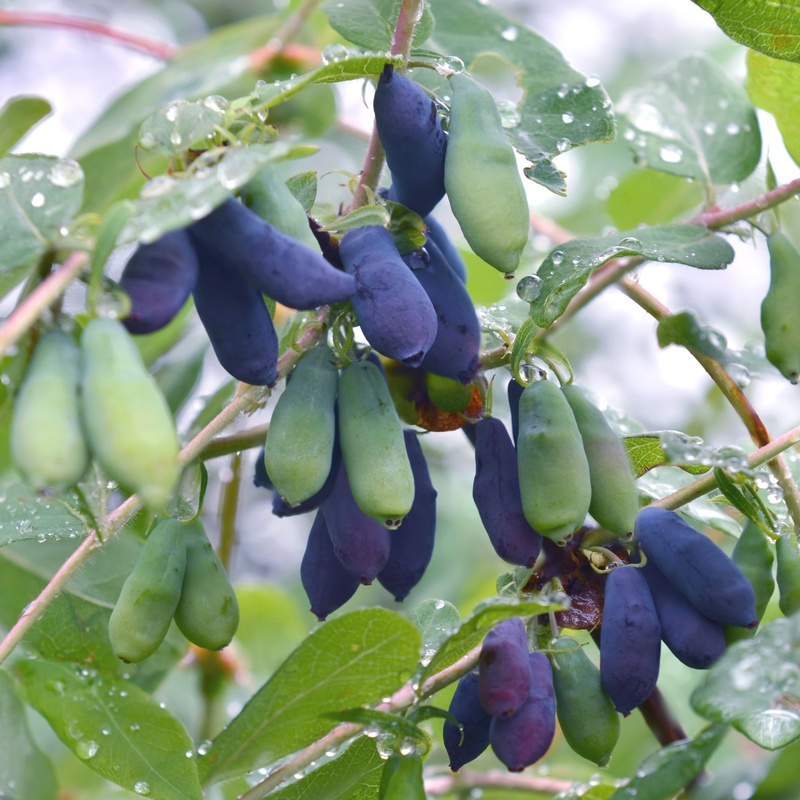 Organic fruit shrubs I Natural Bulbs